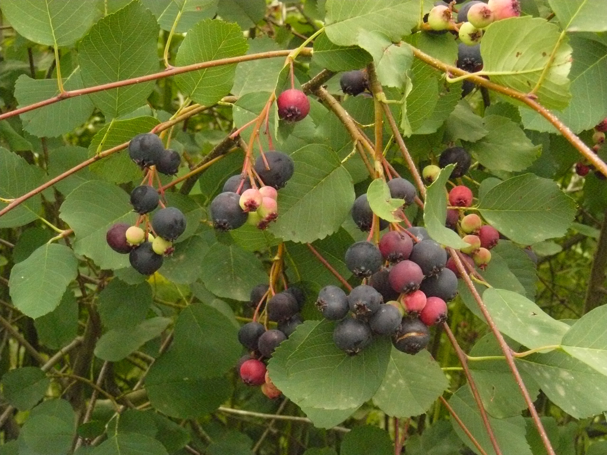 Le Jardin Fructueux – La Ferme des Bleuets